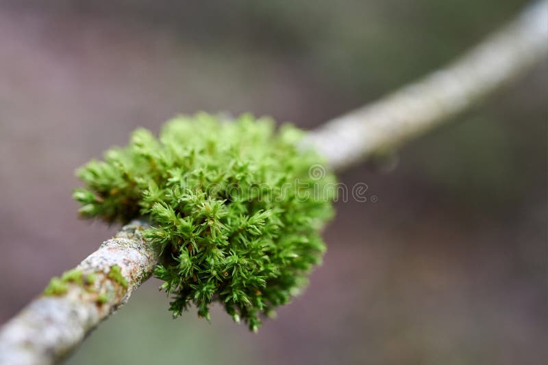 Moss on the Trees. Old Trees Overgrown with Moss Stock Image - Image of ...