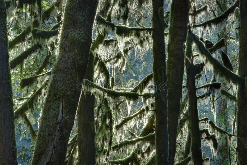 Moss Covered Trees in Forest Stock Image - Image of countryside ...