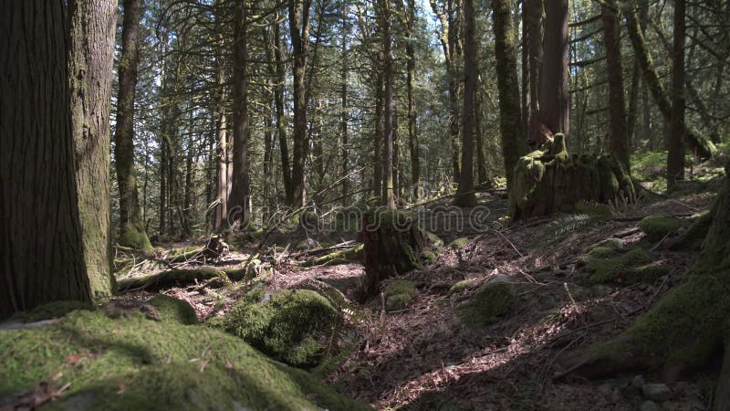 Moss and Trees Pacific Northwest 4K UHD Stock Footage - Video of move ...