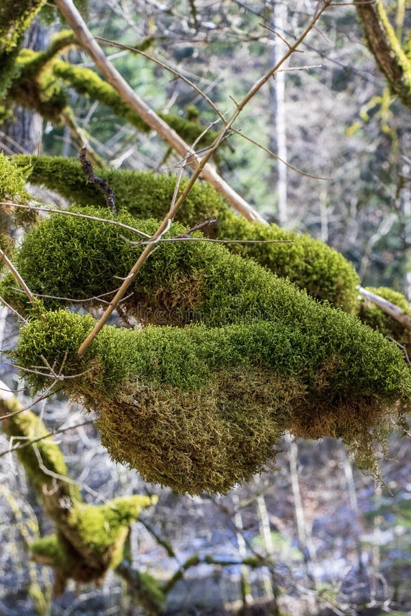 Moss on the Trees in Spring Time Stock Photo - Image of covered, nature ...