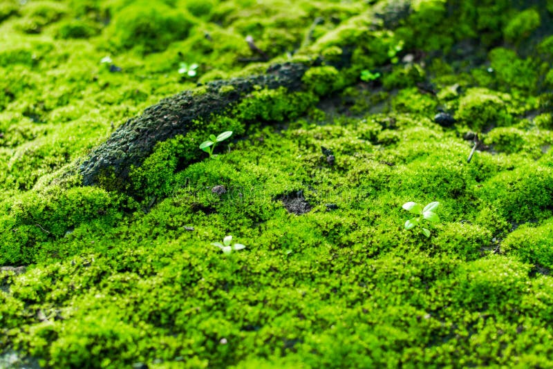 Moss stock photo. Image of tropical, beautiful, relax - 60470554