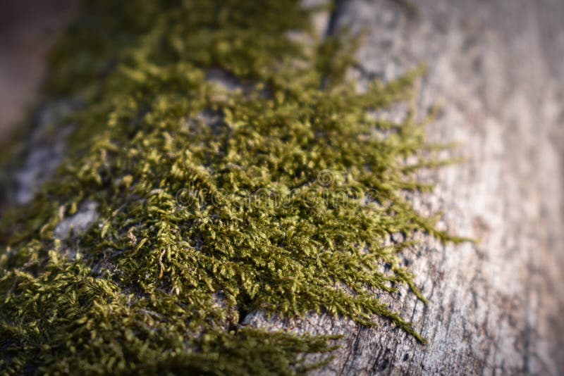 Moss on the Trunk of a Dried Tree Stock Photo - Image of plant, taiga ...