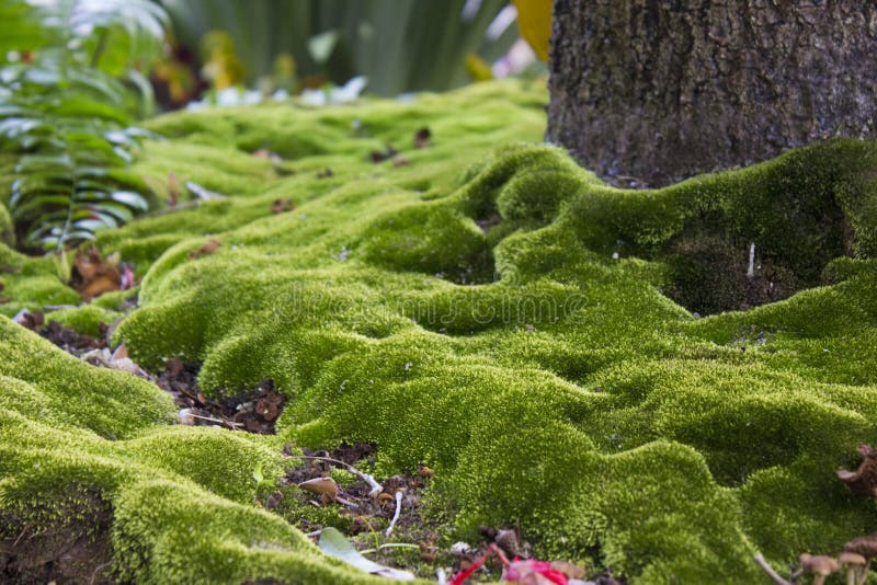 Moss under a tree stock image. Image of blue, florida - 94073971
