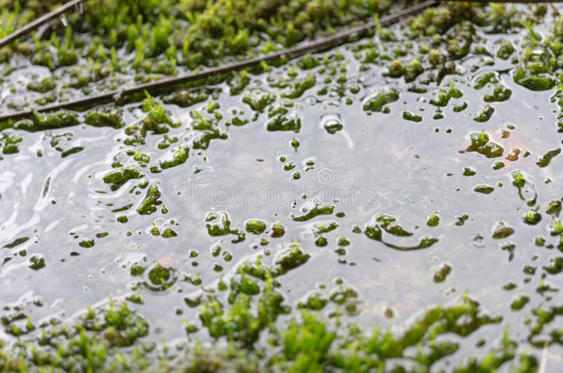 1,586 Lawn Puddle Stock Photos - Free & Royalty-Free Stock Photos from ...
