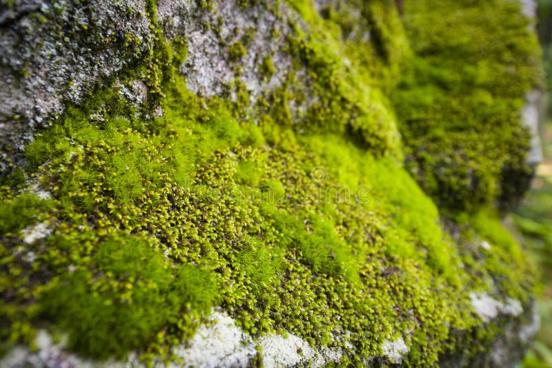 Moss variety on rock wall stock photo. Image of grey - 125288018