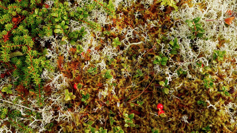 Moss in tundra stock photo. Image of yakutia, soil, plant - 9566996
