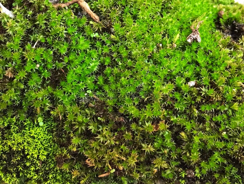 Moss view from stock image. Image of moss, view, beautiful - 204636283