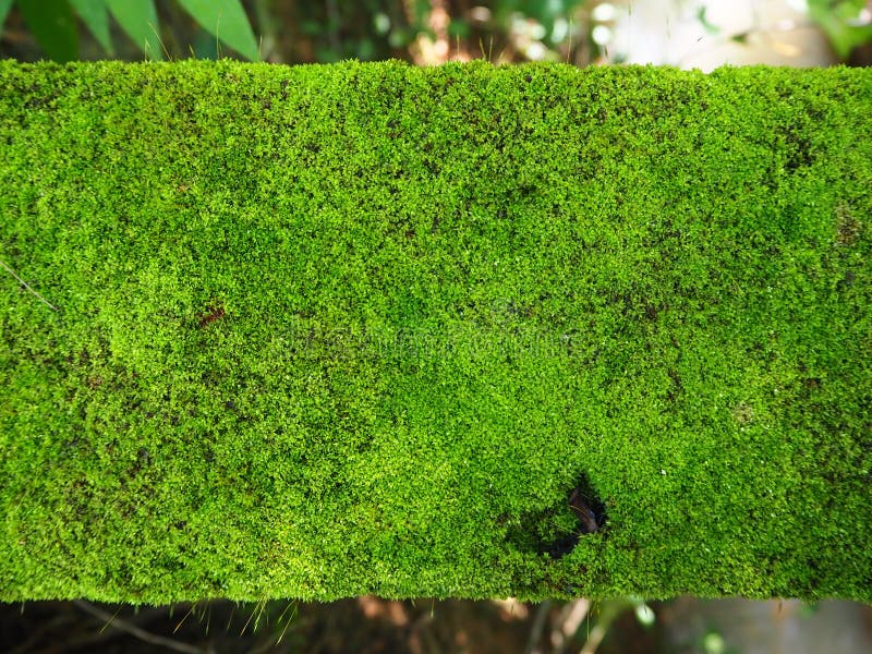 Moss on walkway stock photo. Image of garden, line, natural - 101231914
