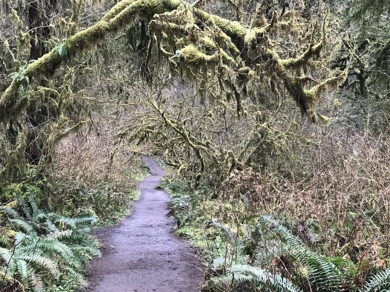 Moss walkway stock photo. Image of moss, silverfalls - 113767454
