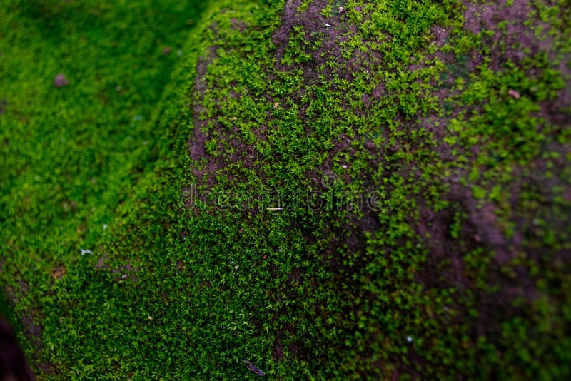 Moss on wall stock image. Image of front, building, surface - 26066417