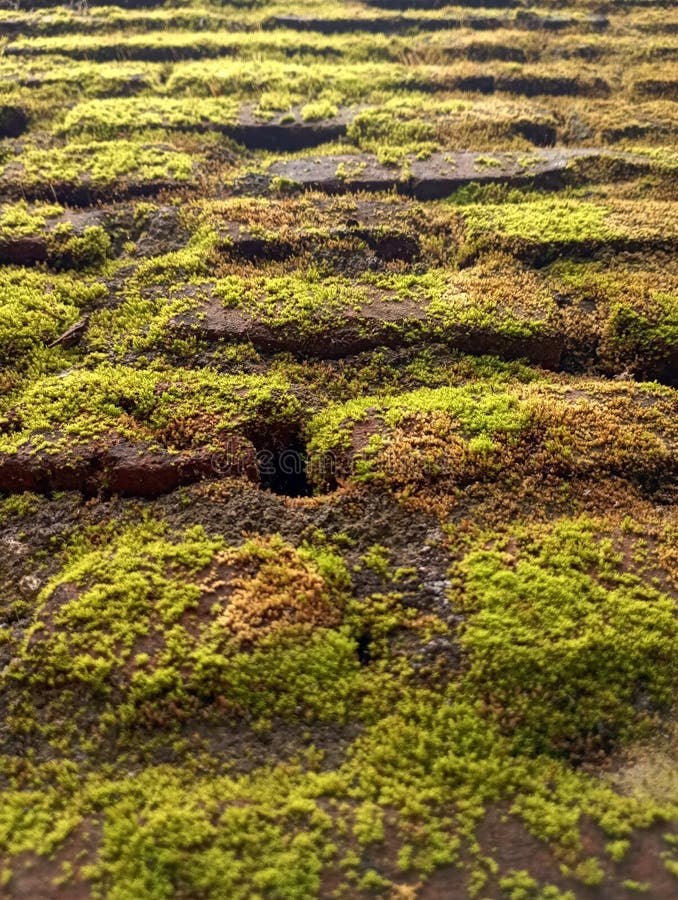 Moss on the wall bricks stock photo. Image of agriculture - 268339090