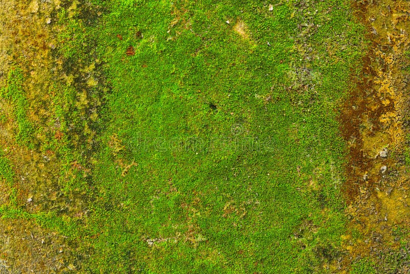 Moss on Wall Texture Background Stock Photo - Image of fresh, grass ...