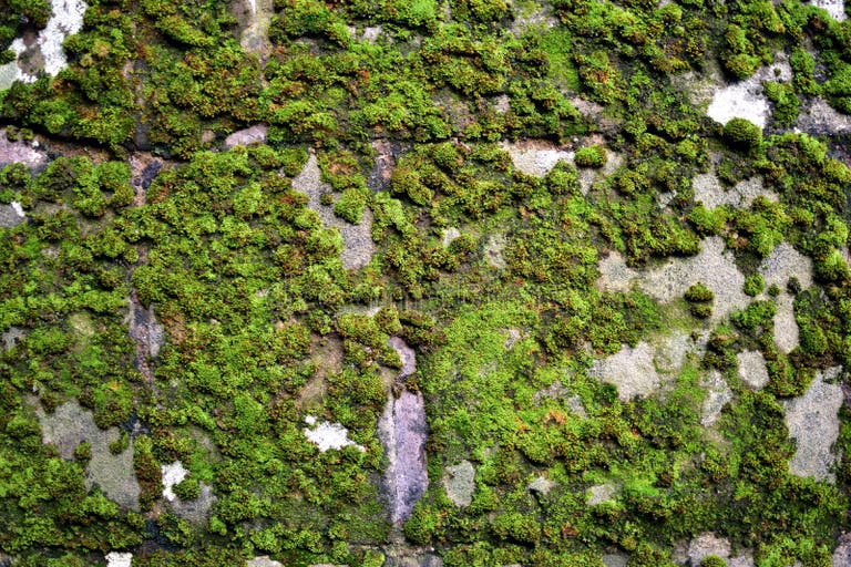 Moss on a wall stock image. Image of close, grey, brick - 165596659