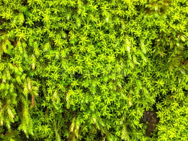 Moss on the Walls Zoomed in Stock Image - Image of wildflower, appears ...