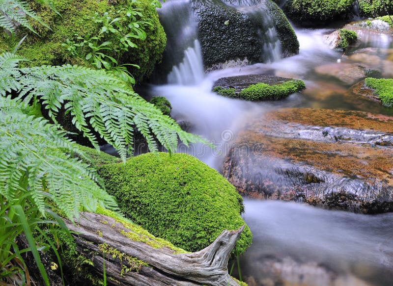 Moss and water. stock image. Image of river, fishing - 19953677