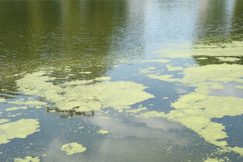 Moss on Water stock image. Image of algae, green, pond - 42647273
