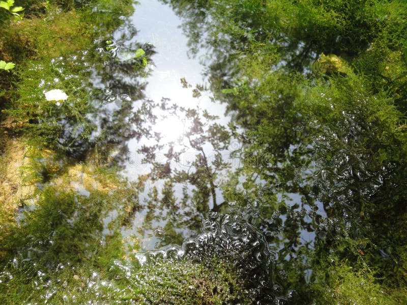 Moss in water stock image. Image of biome, water, jungle - 99956253