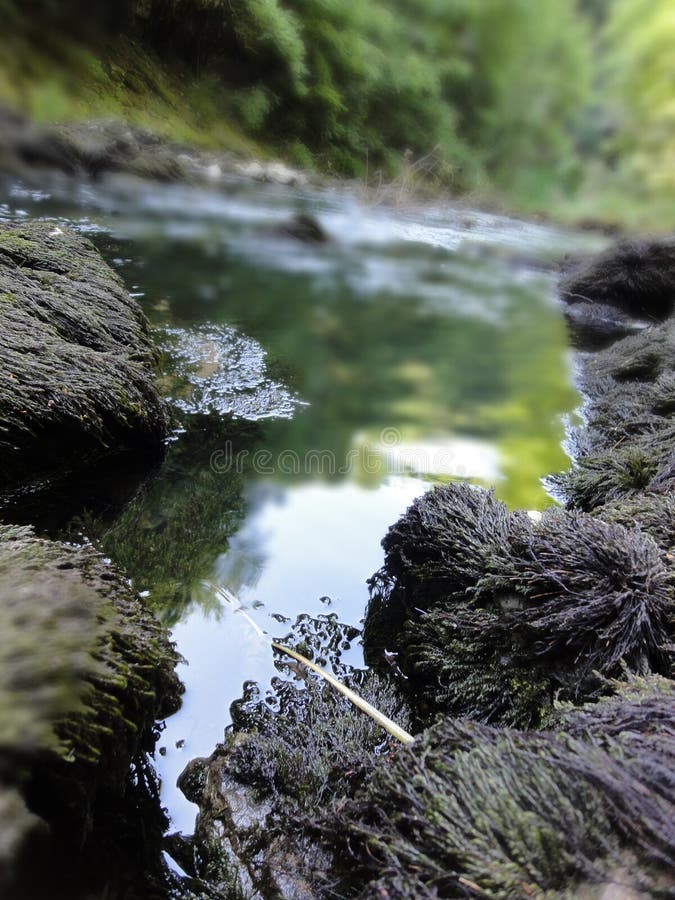 Moss in water stock photo. Image of dark, reflection - 99956250