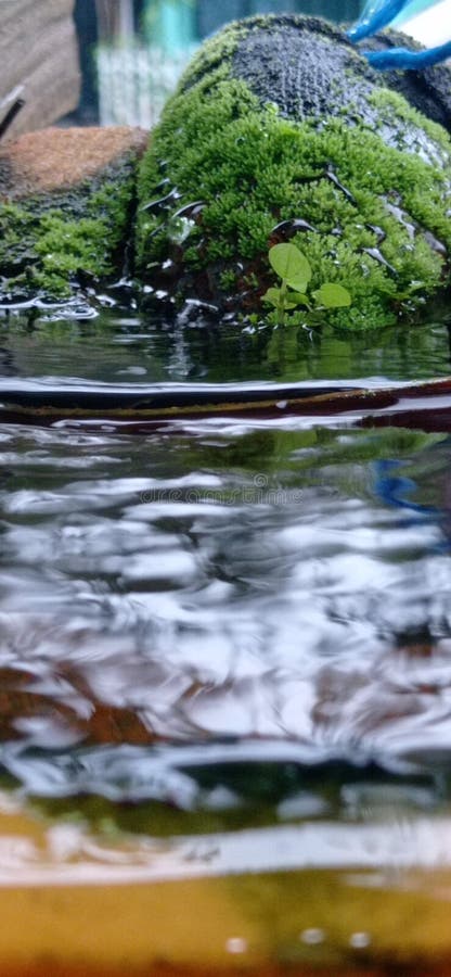 Moss and water stock photo. Image of wildlife, nature - 264076208