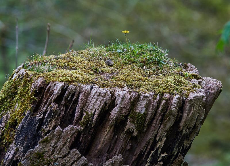 Moss Weeds and Flowers Growing on a Tree Stump Stock Image - Image of ...