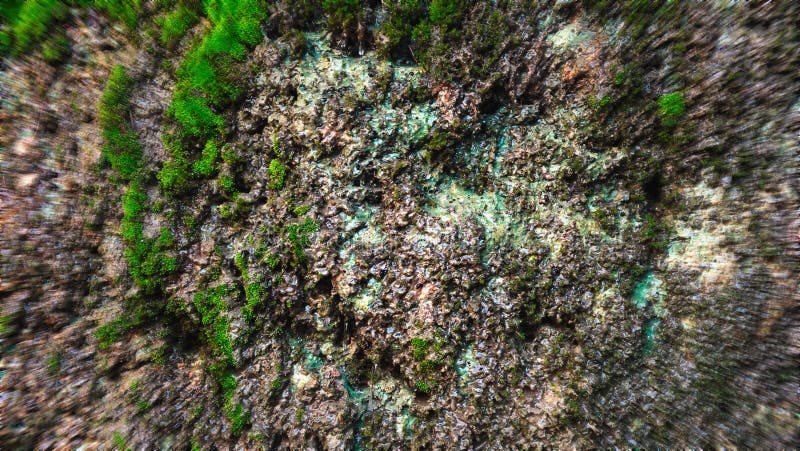 Moss on the Wet Rock Wall. Soft Focus. Blur Filter. Selective Focus ...