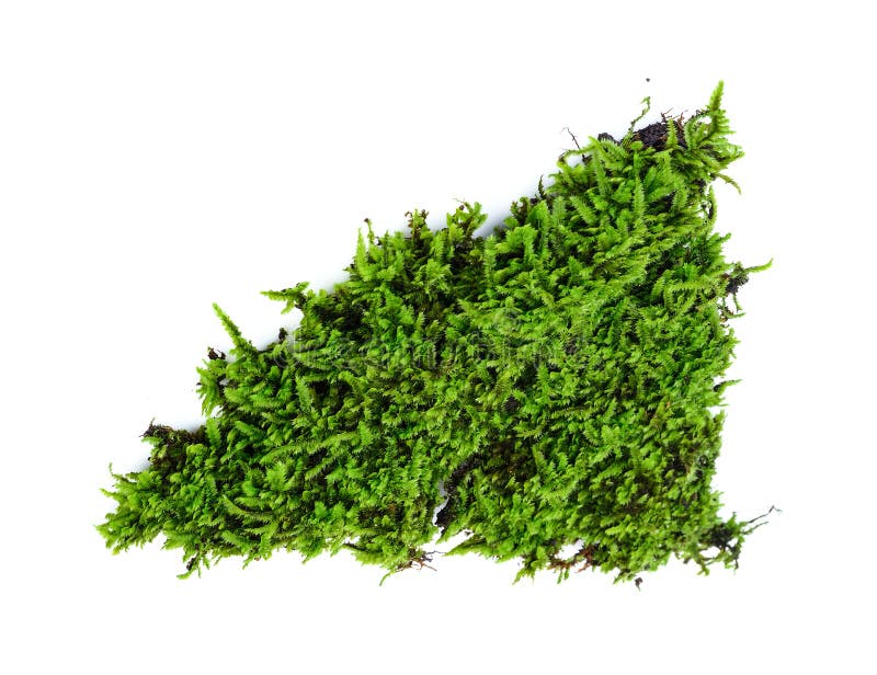 Moss Isolated on White Background Stock Photo - Image of grass, natural ...