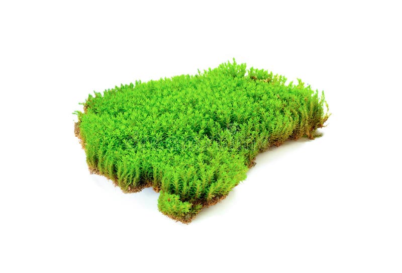 Moss Isolated on White Background Stock Image - Image of leaf, forest ...