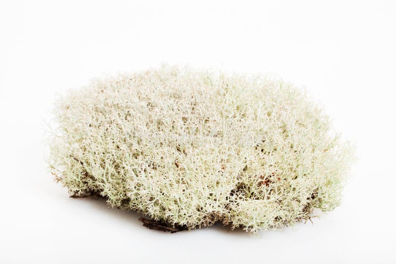 White moss stock image. Image of macro, outdoors, moss - 2906379