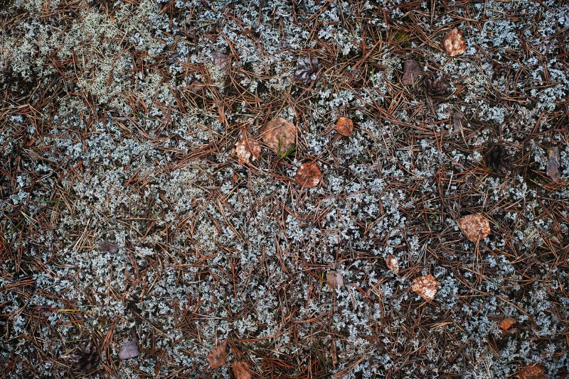 Moss white in the forest stock image. Image of landscape - 145509109