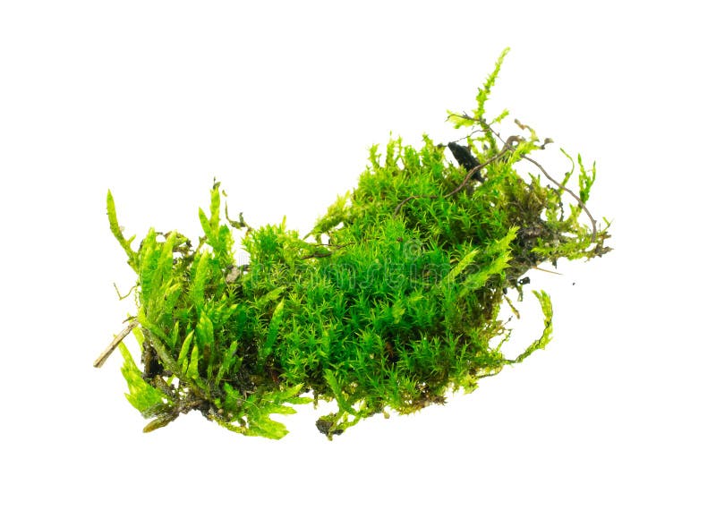 Moss on White Isolated Background Stock Photo - Image of environment ...