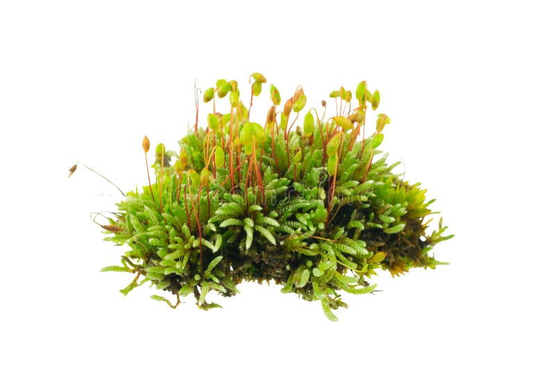 Moss on White Isolated Background Stock Image - Image of background ...