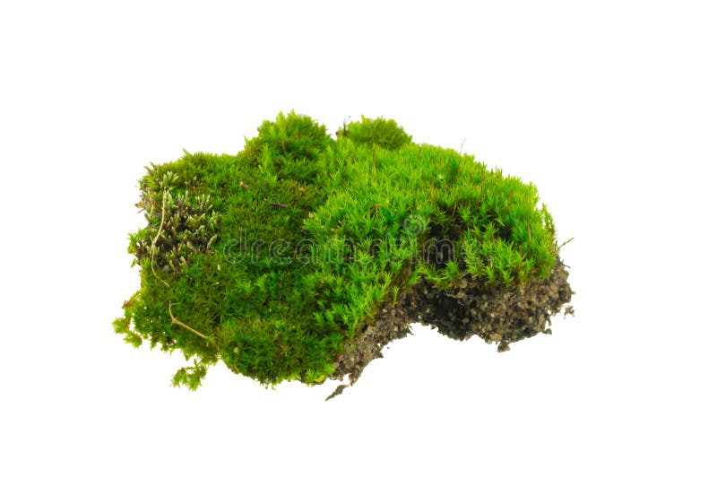Moss on White Isolated Background Stock Image - Image of plant, moss ...