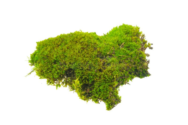 Moss on White Isolated Background Stock Photo - Image of wall ...