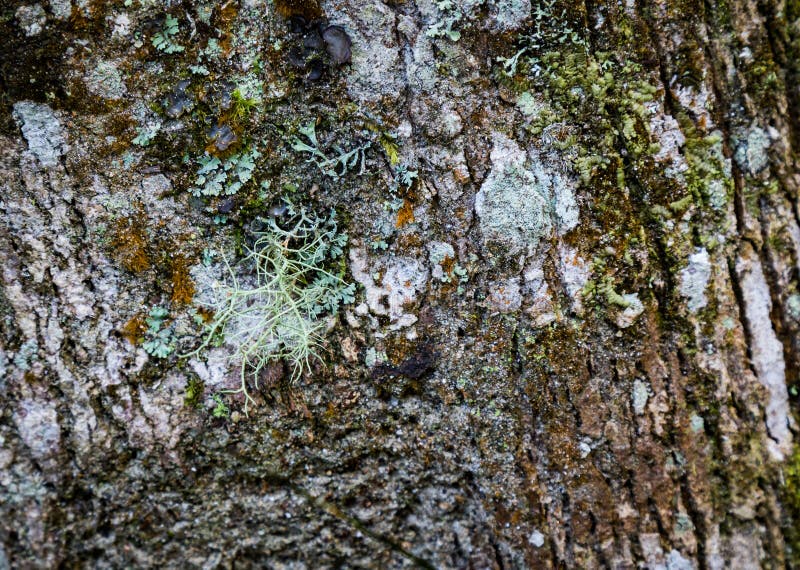 Moss in wild stock photo. Image of close, fresh, environment - 100402470