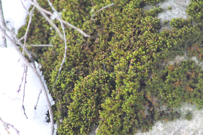 Moss in Winter. Eastern Ukraine Stock Photo - Image of pink, bees ...