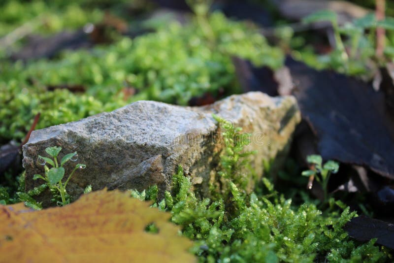 Moss in winter stock photo. Image of rock, green, autumn - 138841160