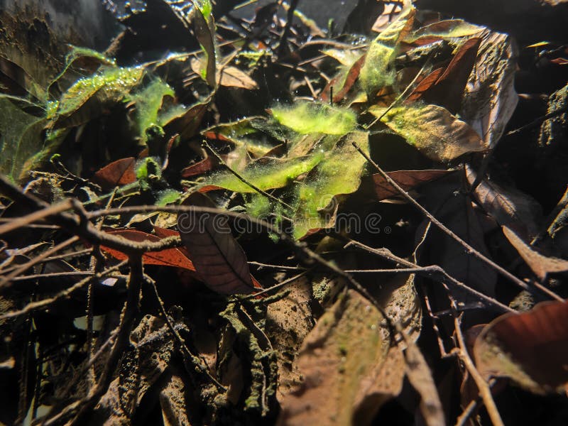 Moss and Withered Leaves Under the Water Stock Image - Image of ...