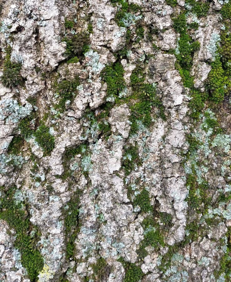 Moss Wood Bark Tree Texture Stock Photo - Image of texture, bark: 113664788