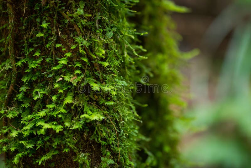 Moss on wood stock photo. Image of green, texture, garden - 68490082