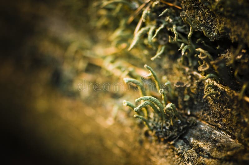 Moss on wood stock image. Image of focus, shoots, view - 43164133