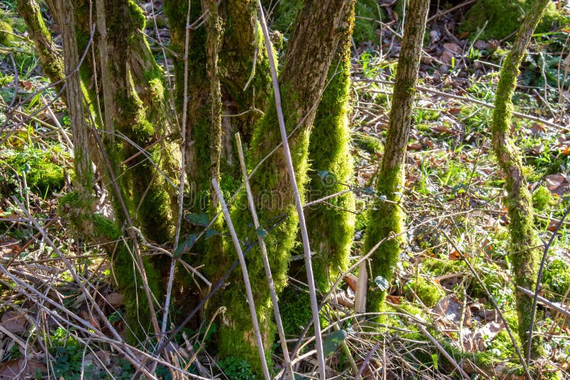 Moss on Wood,moss on Tree Trunk Stock Photo - Image of growth, group ...