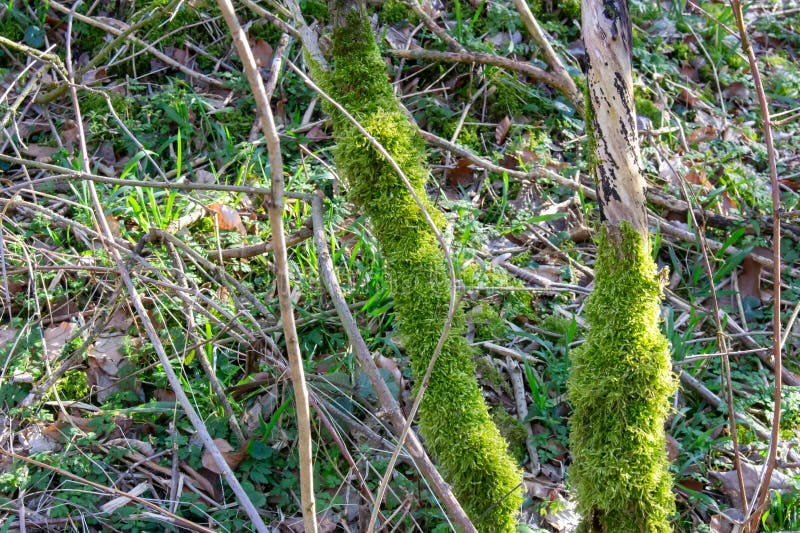 Moss on Wood,moss on Tree Trunk Stock Photo - Image of family, mossy ...