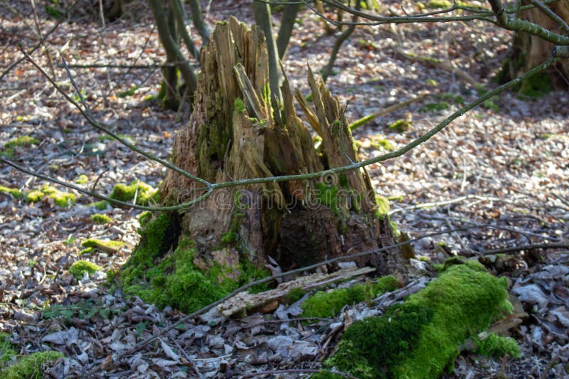 Moss on Wood,moss on Tree Trunk Stock Photo - Image of group, modern ...