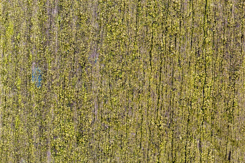 5,107 Wood Board Texture Background Moss Stock Photos - Free & Royalty ...