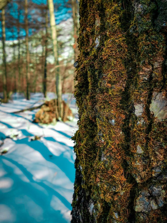 Moss Wood snow spring stock photo. Image of autumn, plant - 219485682