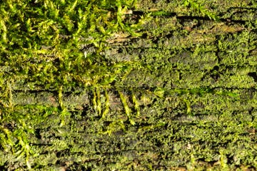 Moss in Wood Texture Background Stock Photo - Image of cracks, natural ...