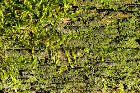 Moss in Wood Texture Background Stock Photo - Image of cracks, natural ...