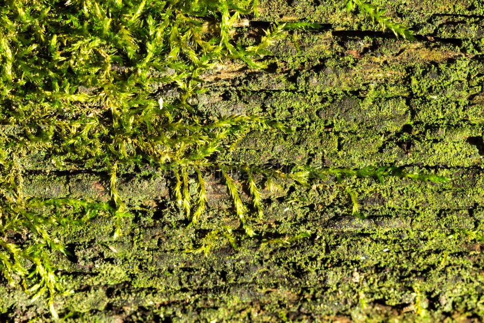 Moss in Wood Texture Background Stock Photo - Image of cracks, natural ...