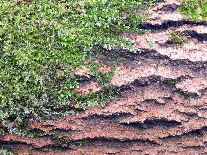 Moss and Wood Texture stock photo. Image of natural, wood - 93227688
