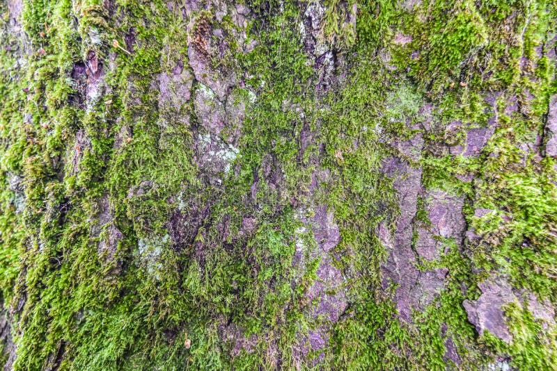 Moss on wood wall texture stock image. Image of white - 96777249